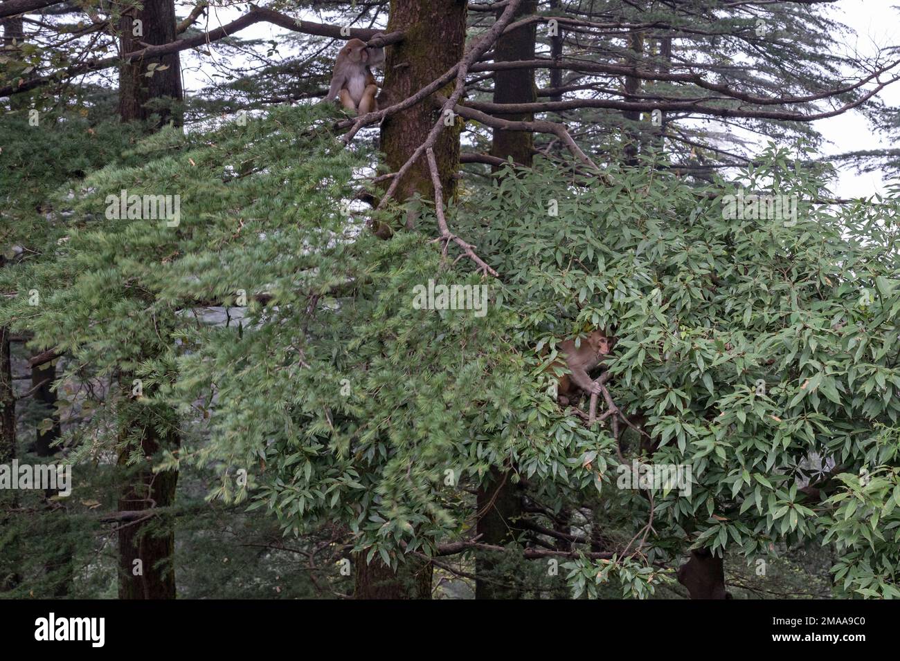 Macaques sit on trees in Dharamshala, India, Thursday, Oct. 6, 2022 ...