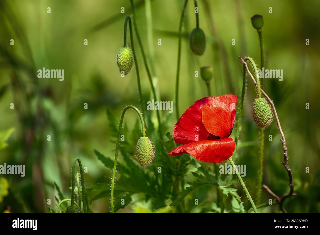 Red spring poppy Stock Photo - Alamy