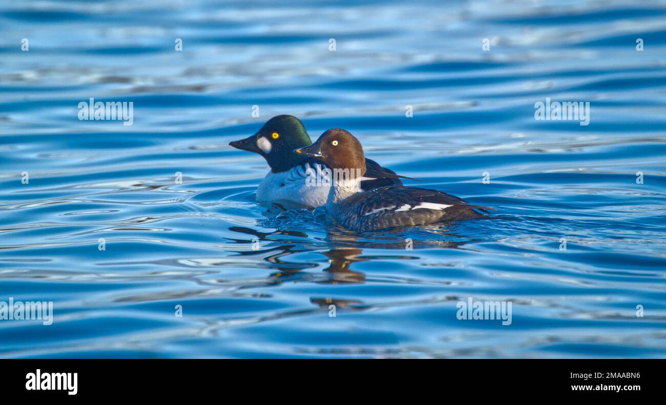 Male female common goldeneye hi-res stock photography and images - Alamy