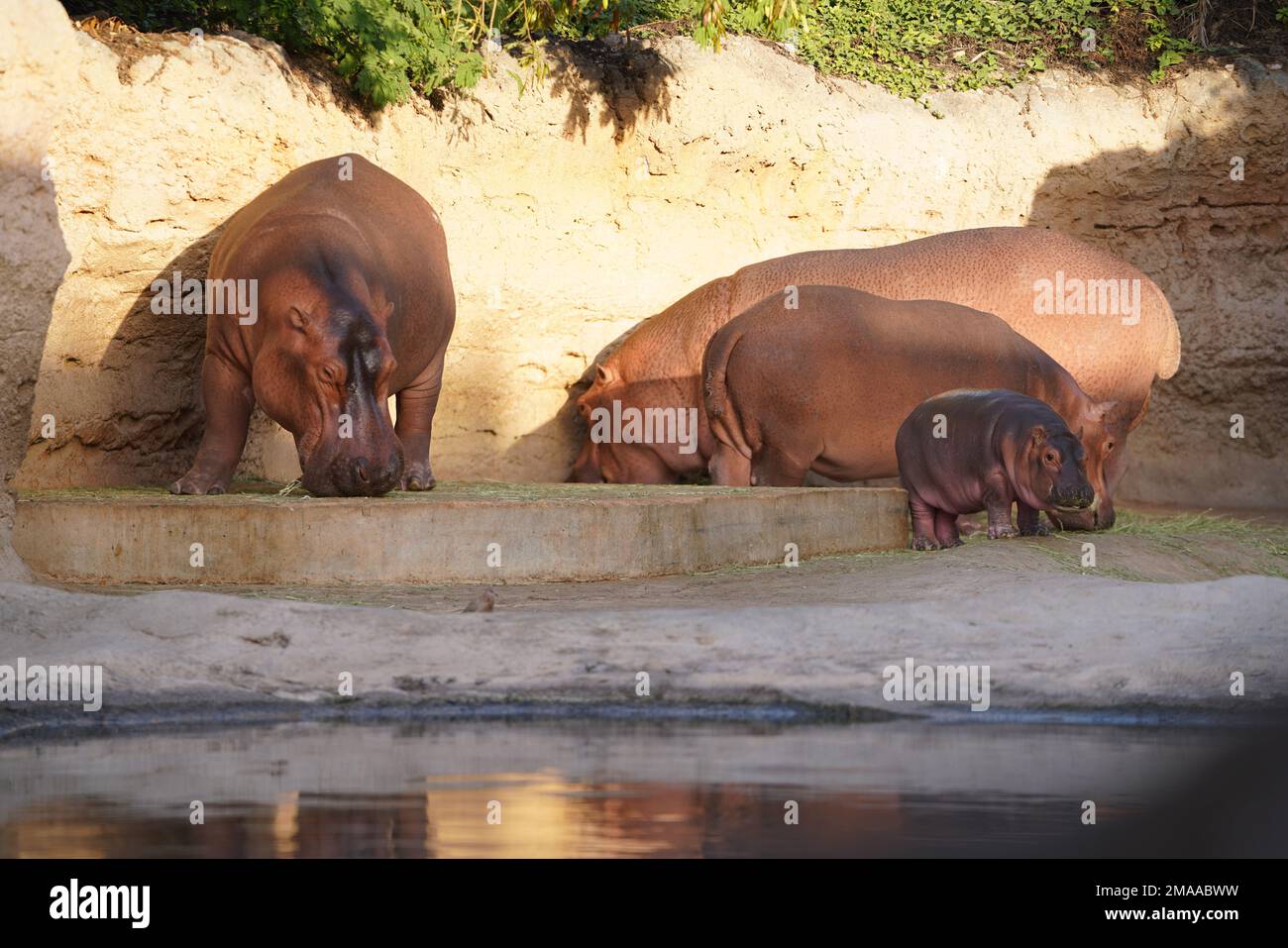 A family of brown hippos in a sunny zoo enclosure Stock Photo - Alamy