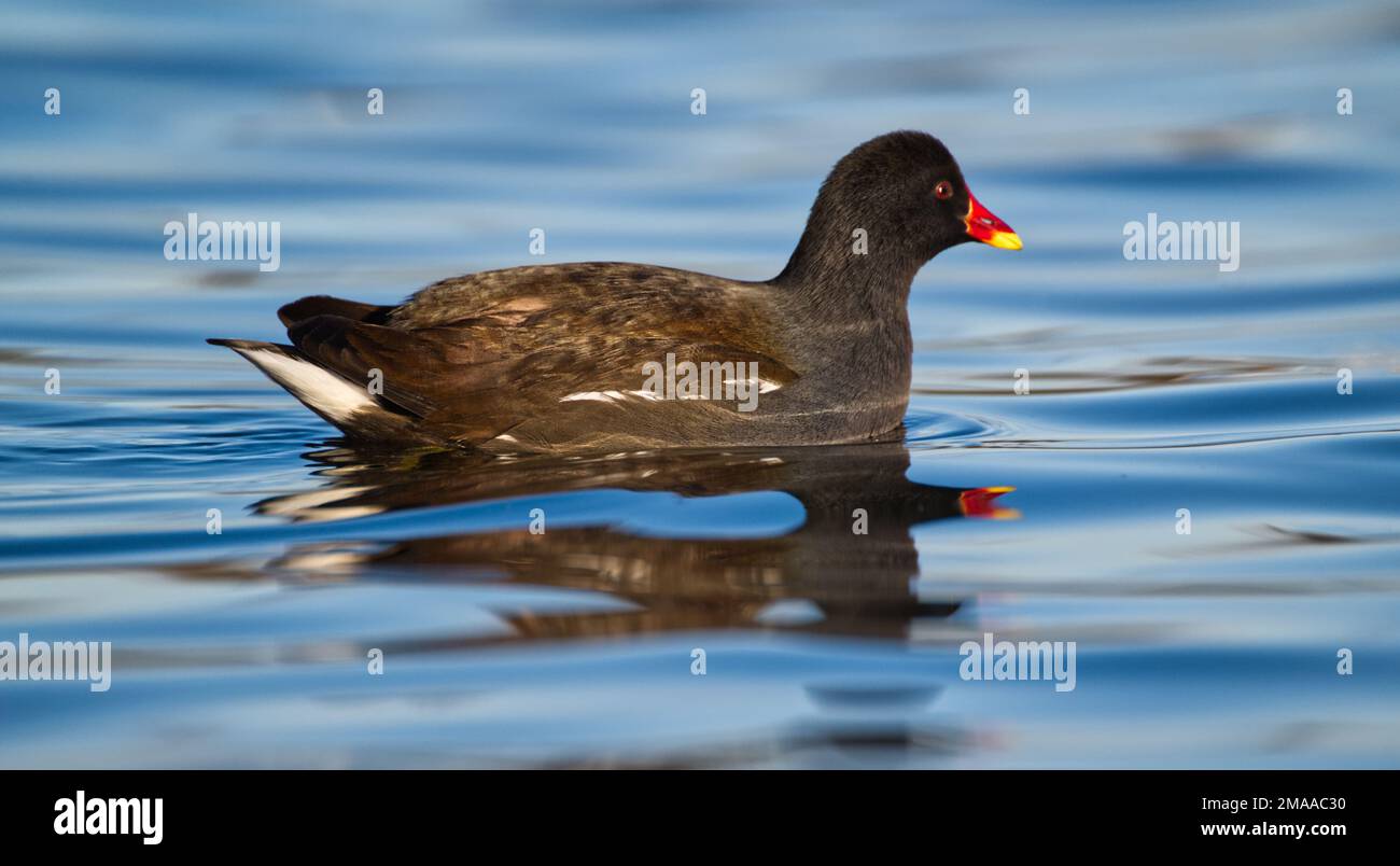 White hen wings hi-res stock photography and images - Alamy