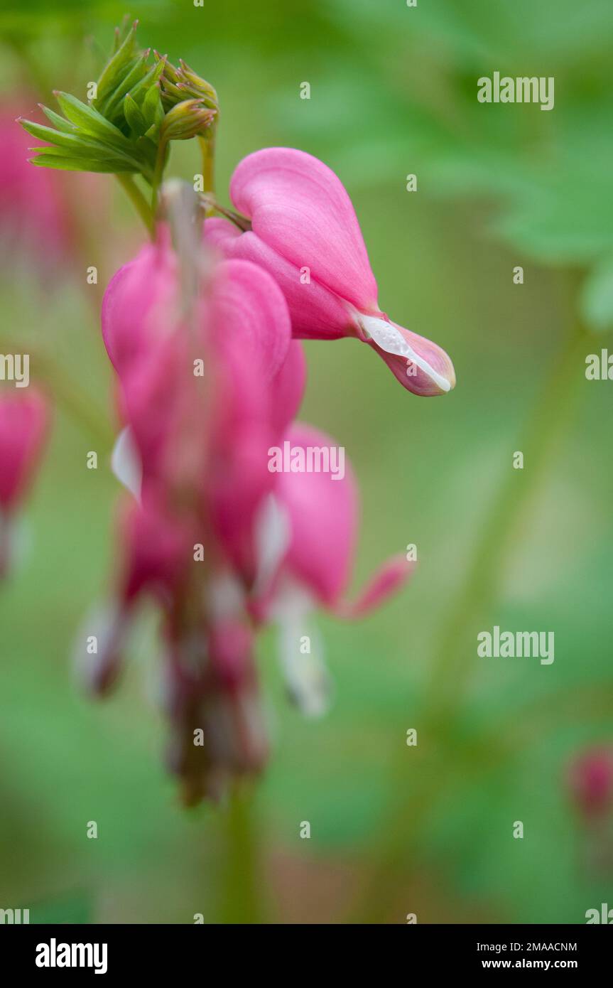 Single Bleeding Heart flower sticking out and isolated among the bunch ...