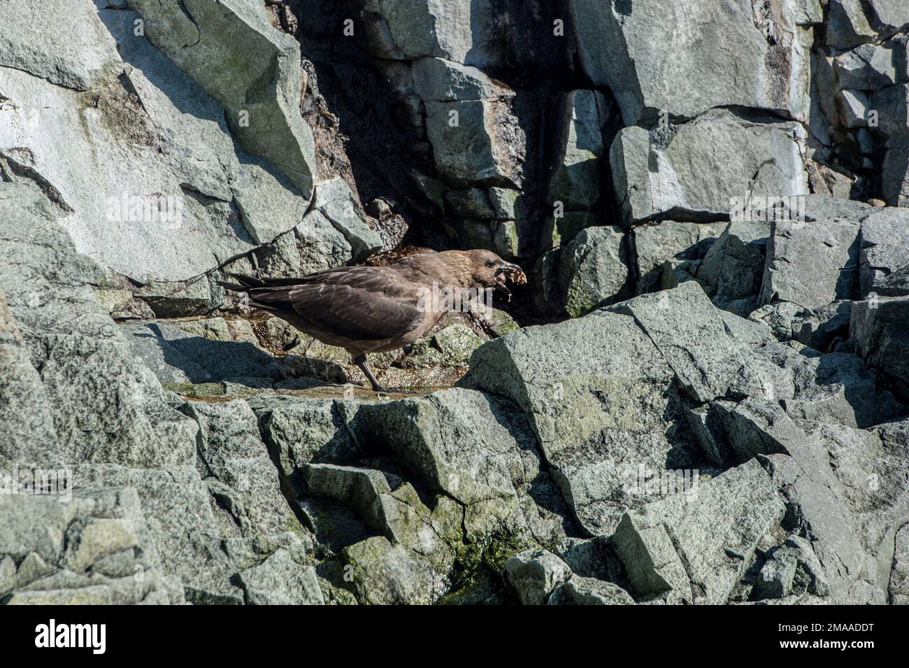 south polar skua Stercorarius maccormicki eating another bird Hydrurga ...