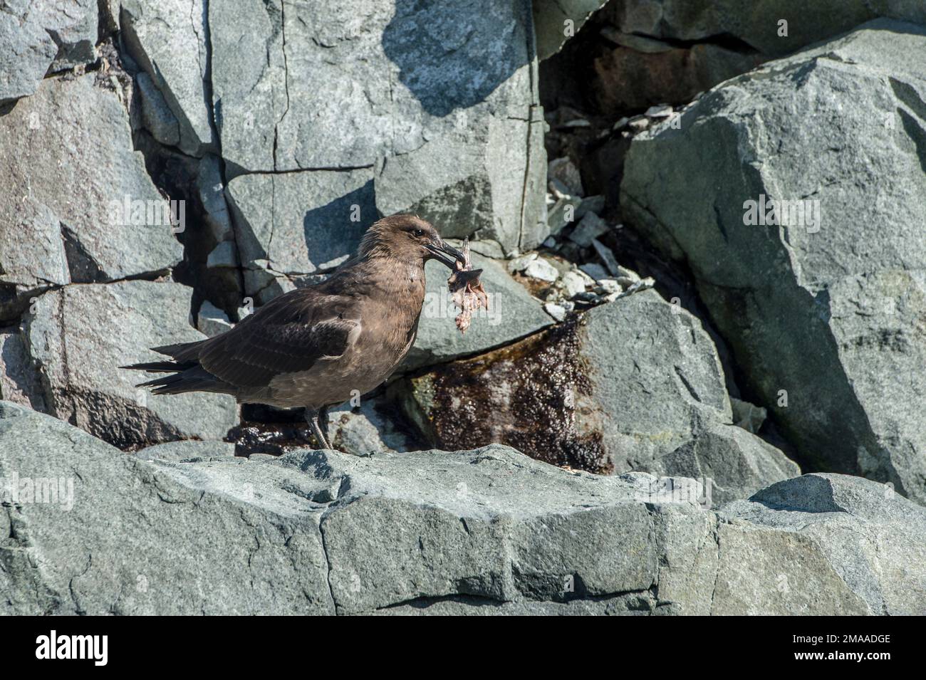 Bird hydrurga rocks hi-res stock photography and images - Alamy