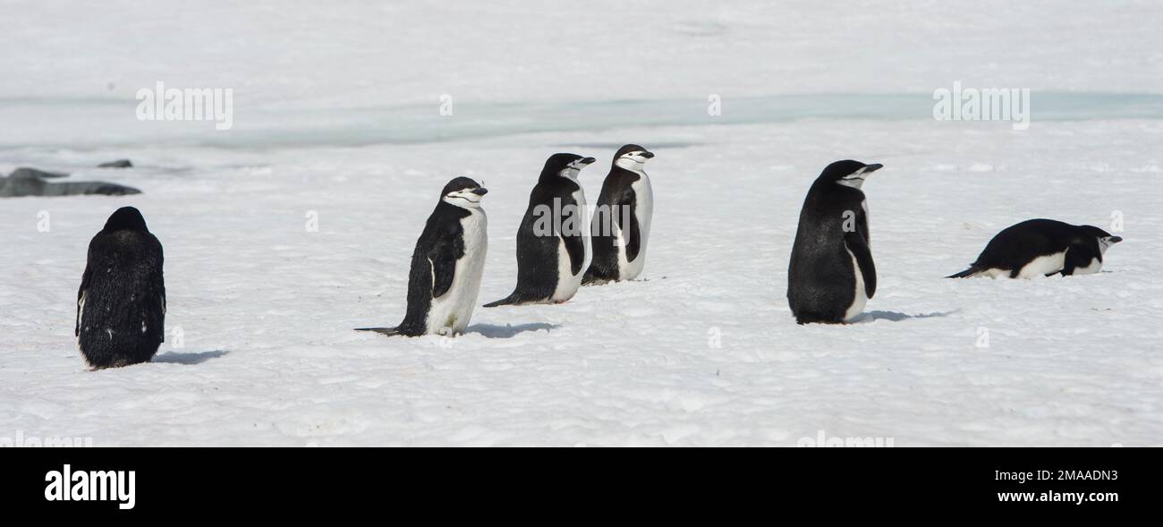 Chinstrap Penguins, Pygoscelis antarcticus at Palava Point, Antarctic ...
