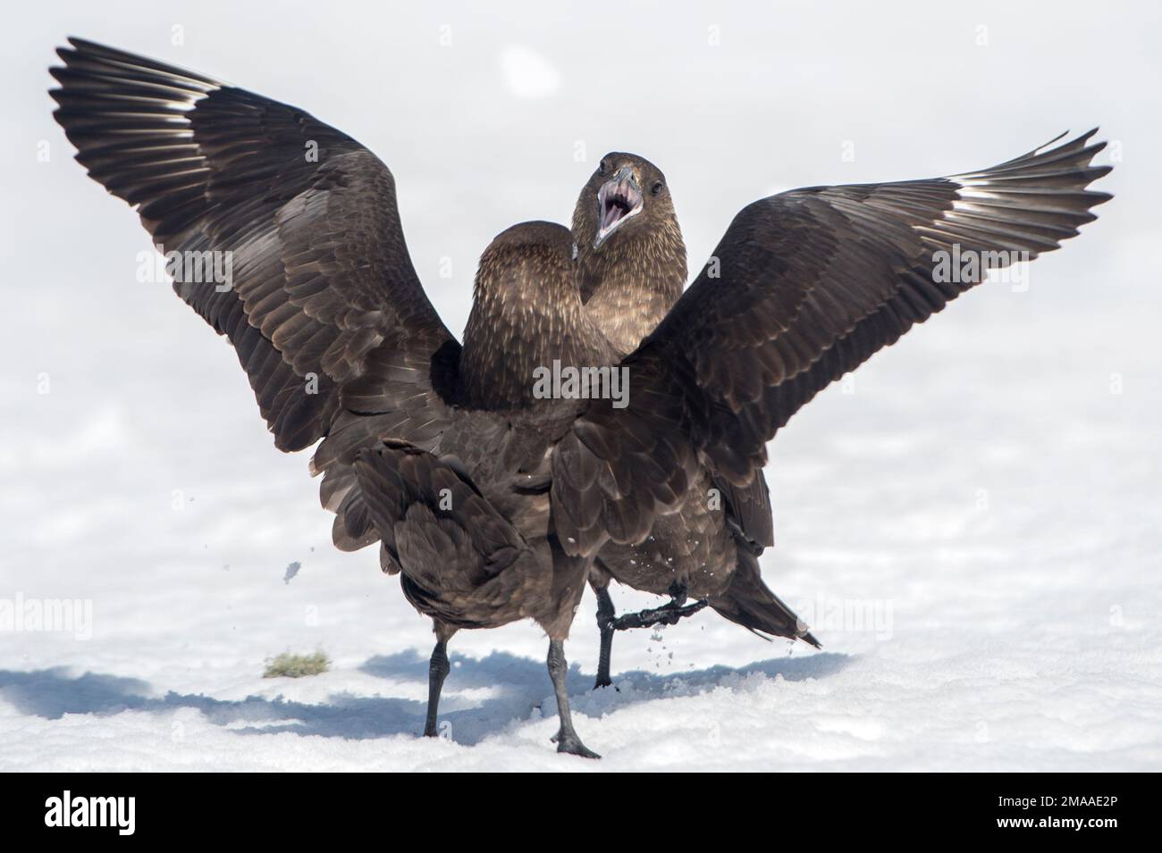 Giant Skuas,Stercorarius skua, fighting at Palava Point, Antarctica Stock Photo - Alamy
