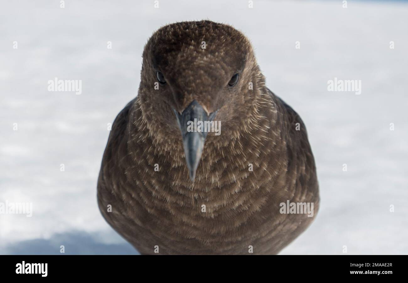 Giant Skua, Stercorarius skua, at Palava Point, Antarctica, looks at ...