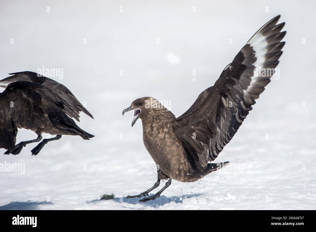 Giant Skuas,Stercorarius skua, fighting at Palava Point, Antarctica Stock Photo - Alamy