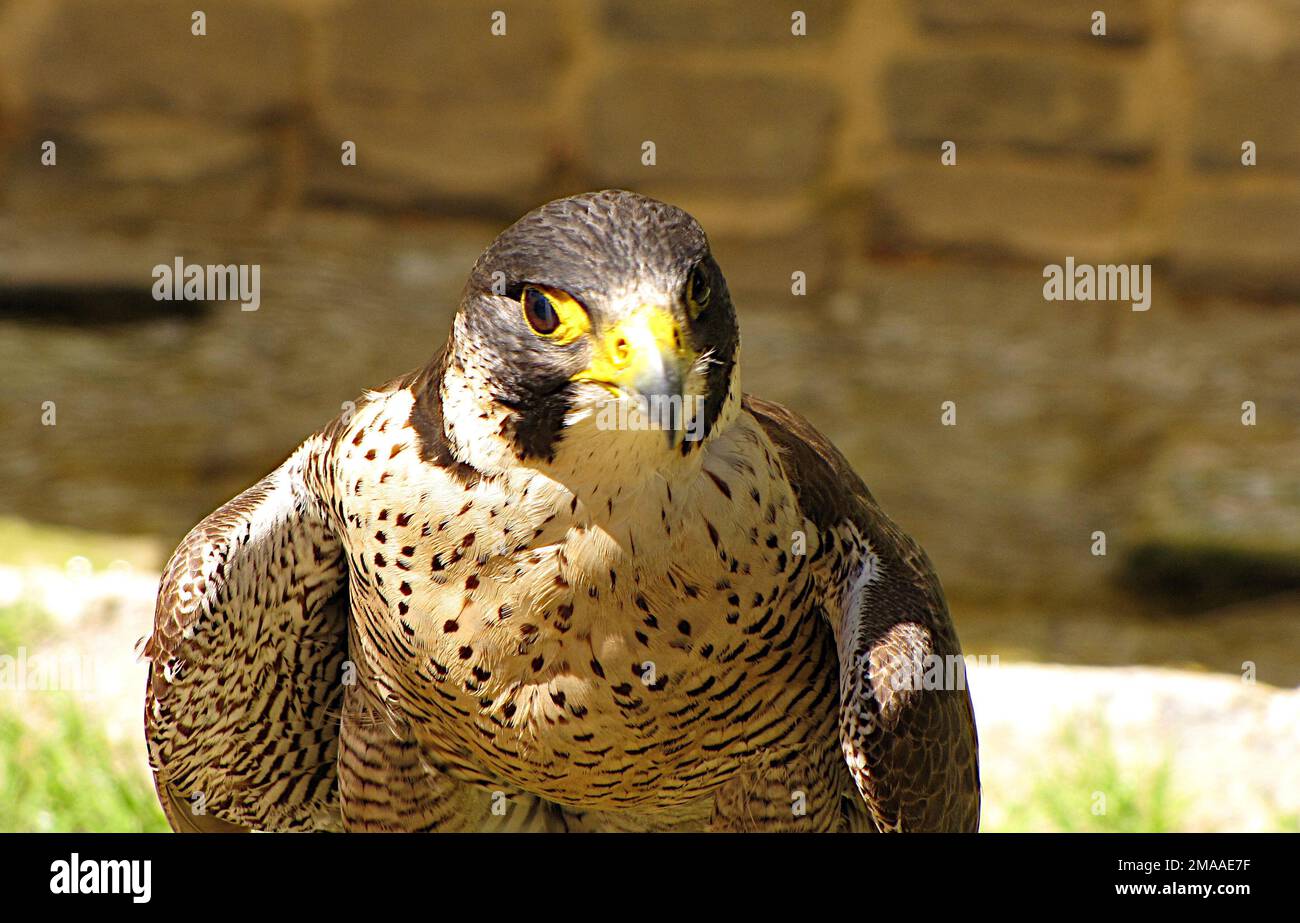 A closeup of the face of a Lanner Falcon staring at the camera. These ...