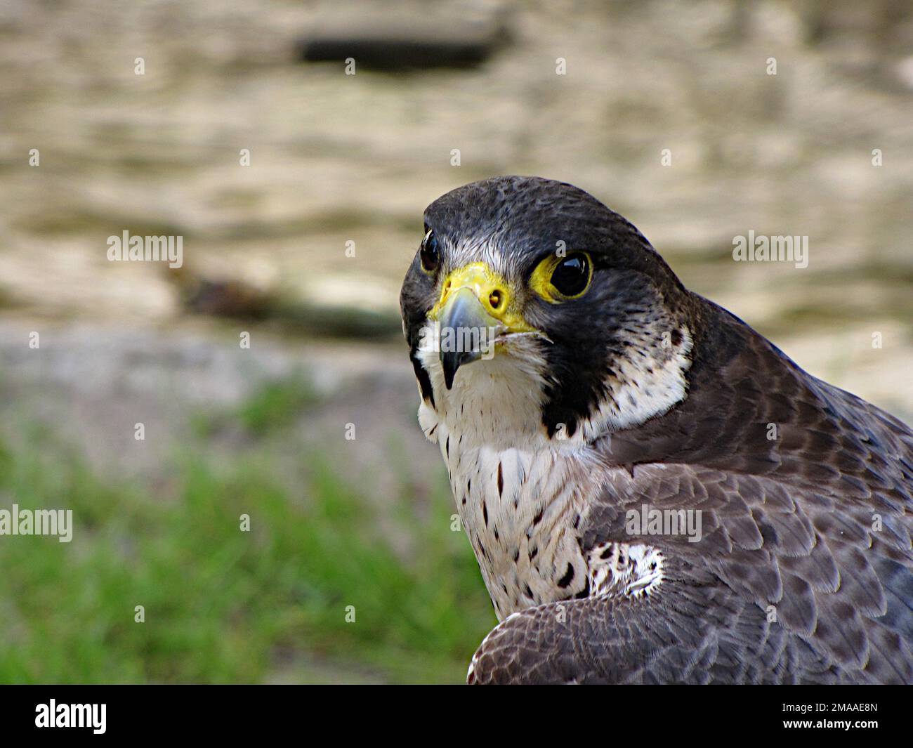 A closeup of the face of a Peregrine Falcon (Falco peregrinus) staring ...
