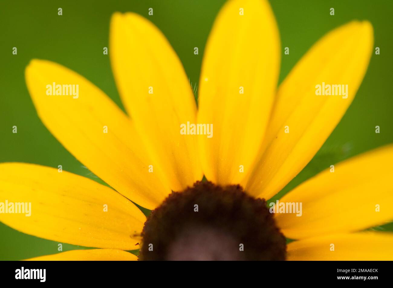 Isolated Black Eyed Susan flower petals Stock Photo - Alamy