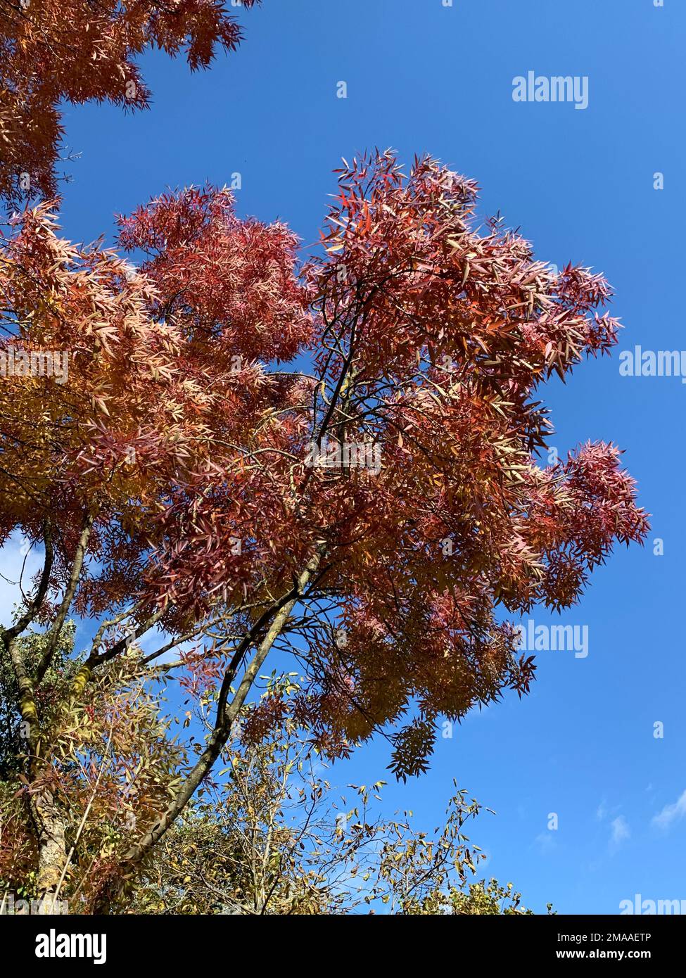 Tree with colorful leaves and fall foliage Stock Photo - Alamy