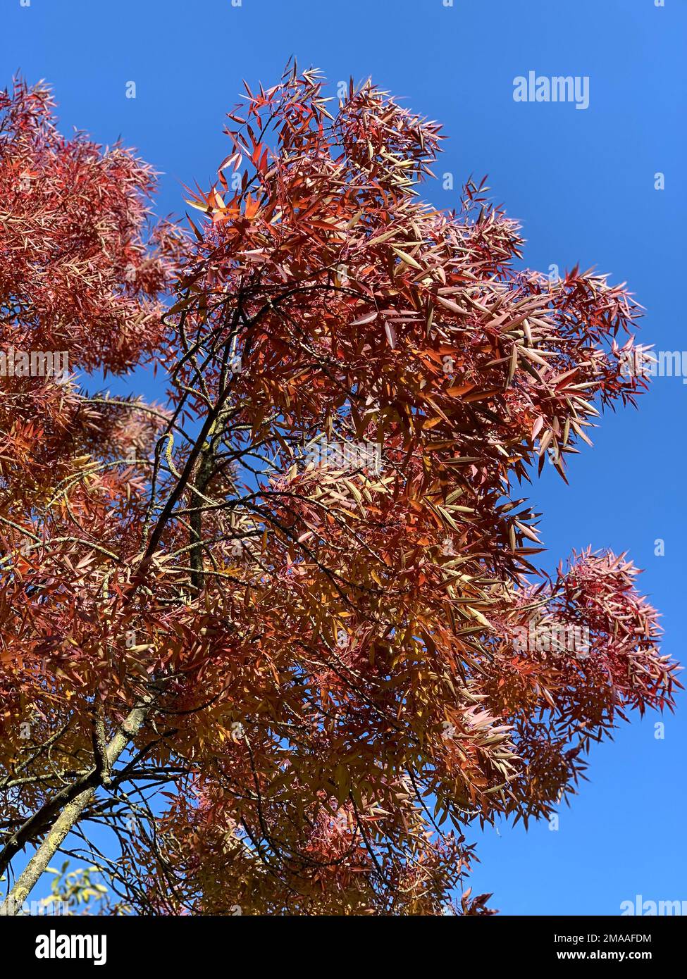 Tree with colorful leaves and fall foliage Stock Photo - Alamy