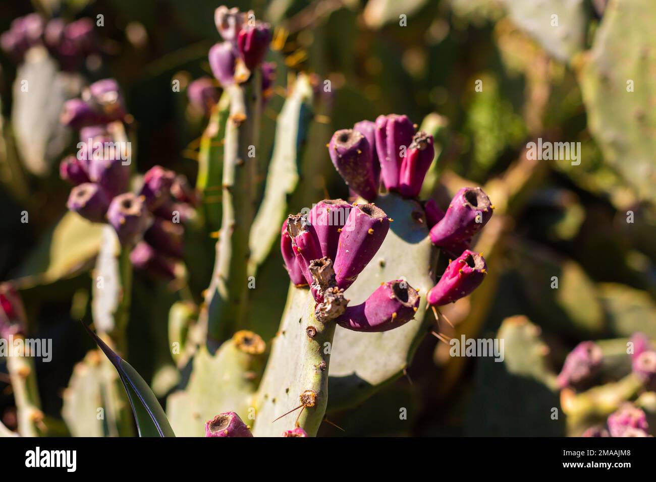 Flowering cactus. Flowers on cactus leaves Stock Photo - Alamy