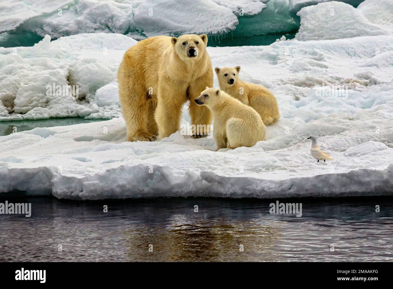 Eisbär Ursus maritimus polar bears seen in Storoya, Svalbard. Expedition cruise vessel Greg ...