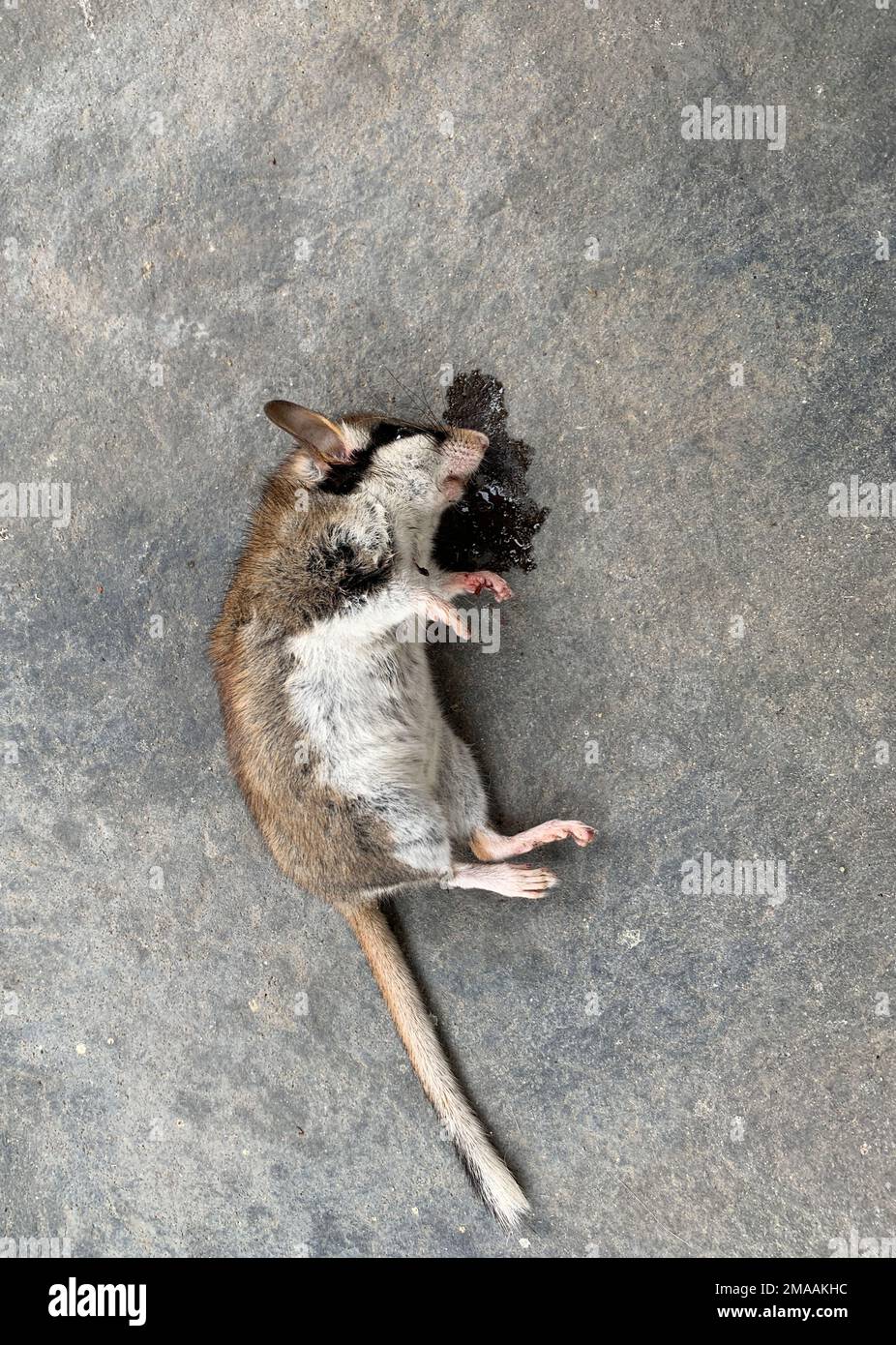 Bilch hi-res stock photography and images - Alamy