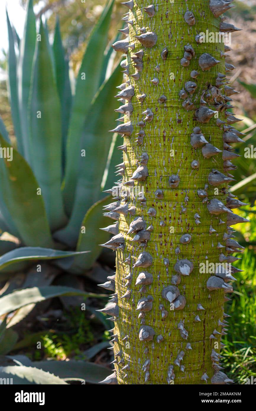 The trunk of a tree is covered with hard thorns. Nature is protected ...