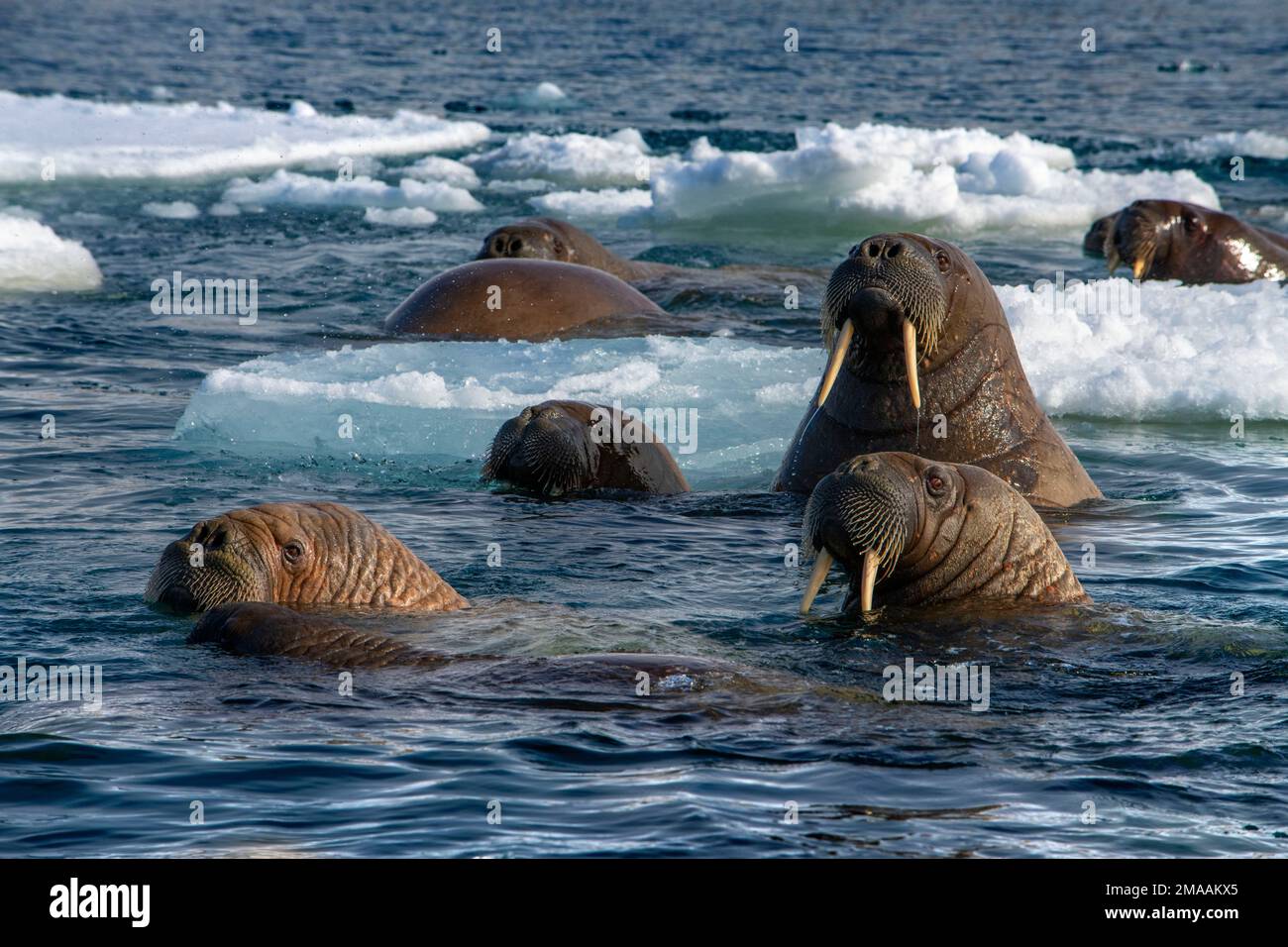 Walrus (Odobenus rosmarus) colony, Torellneset, Svalbard, Arctic ...