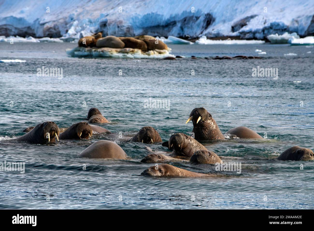 Walrus (Odobenus rosmarus) colony, Torellneset, Svalbard, Arctic ...