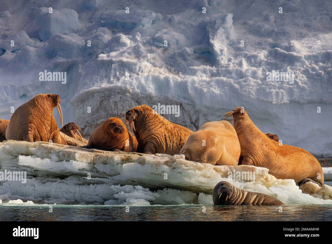 Walrus (Odobenus rosmarus) colony, Torellneset, Svalbard, Arctic ...
