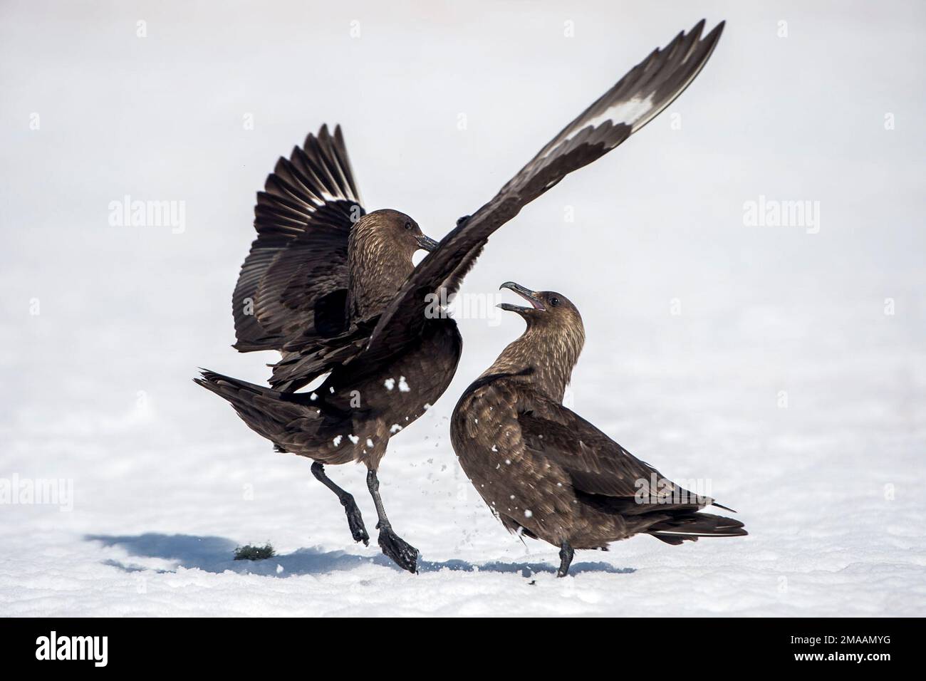 Giant Skuas,Stercorarius skua, fighting at Palava Point, Antarctica ...