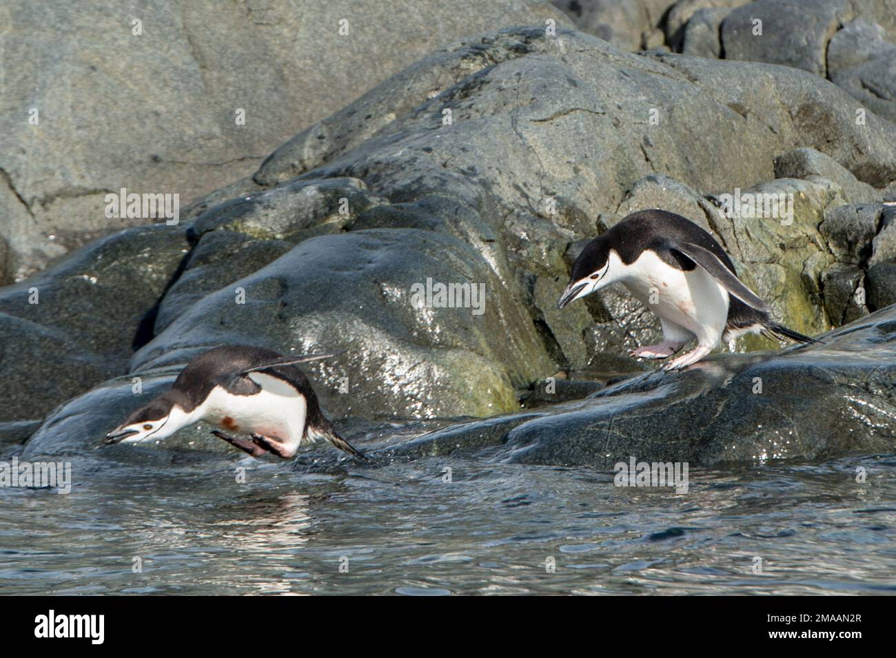Chinstrap Penguins, Pygoscelis antarcticus at Palava Point, Antarctic ...