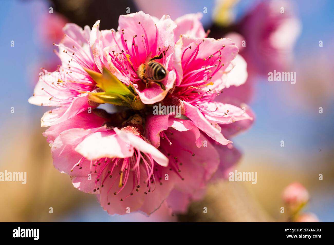 macro photography bees collect honey from the flowers of peach tree ...