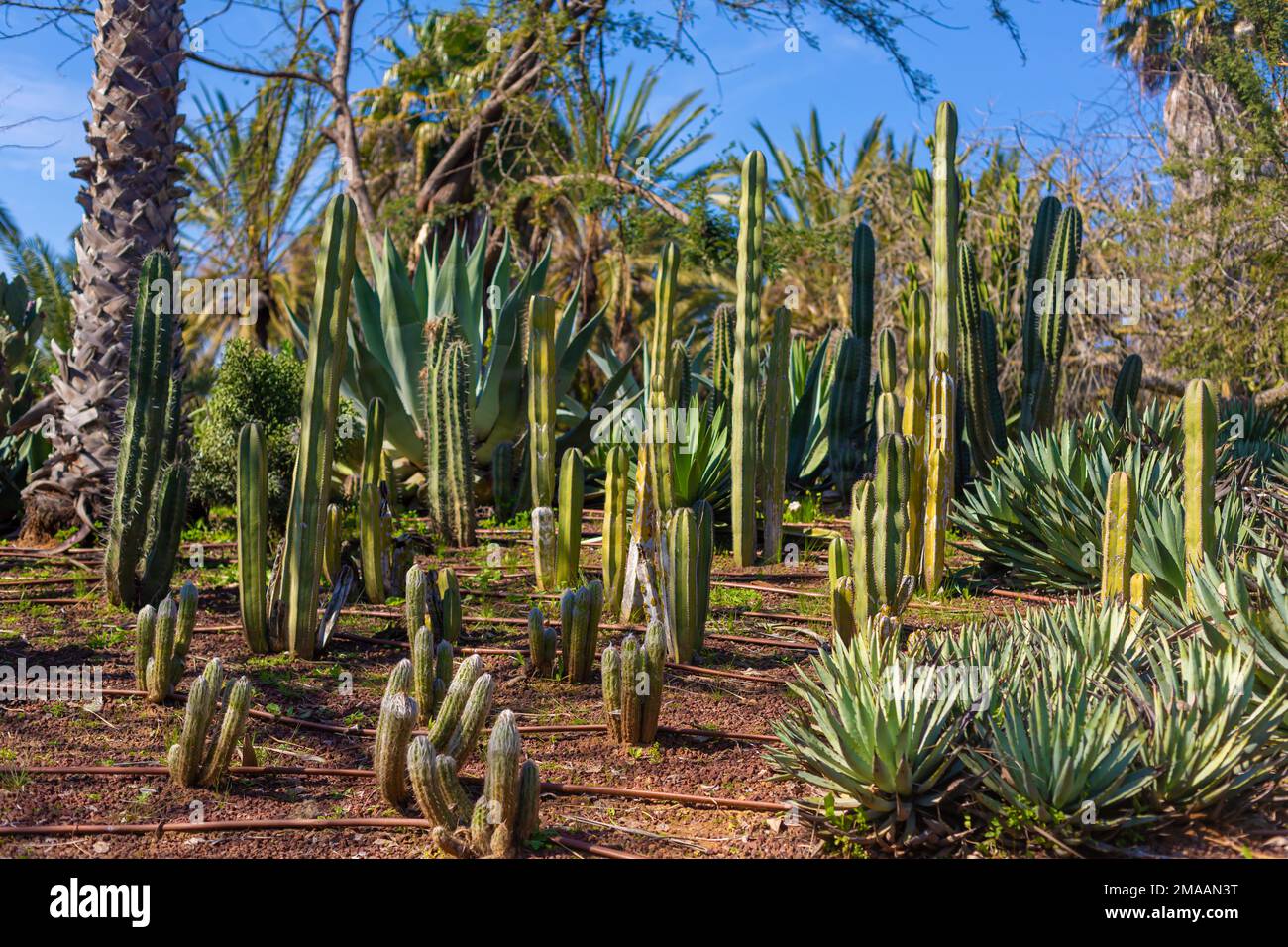 Cactus Valley. Cactus park. Green prickly plants Stock Photo - Alamy