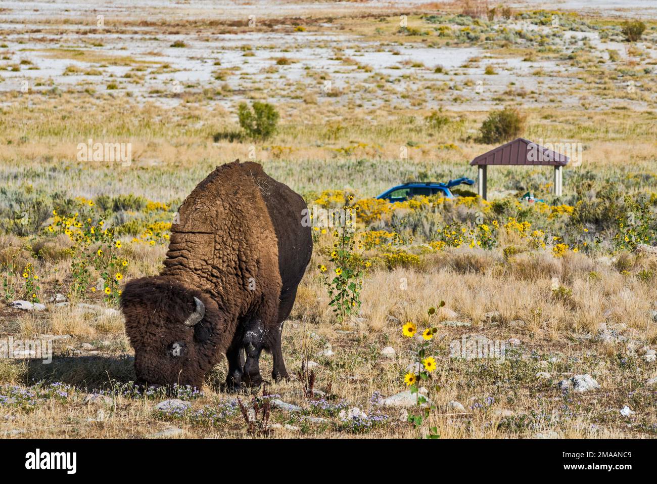 Plains bison (American bison subspecies) grazing at Bridger Bay ...