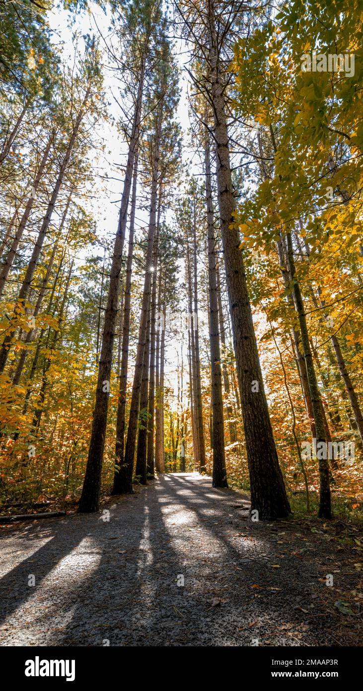 A low-angle view of a beautiful forest in autumn in Austria Stock Photo ...