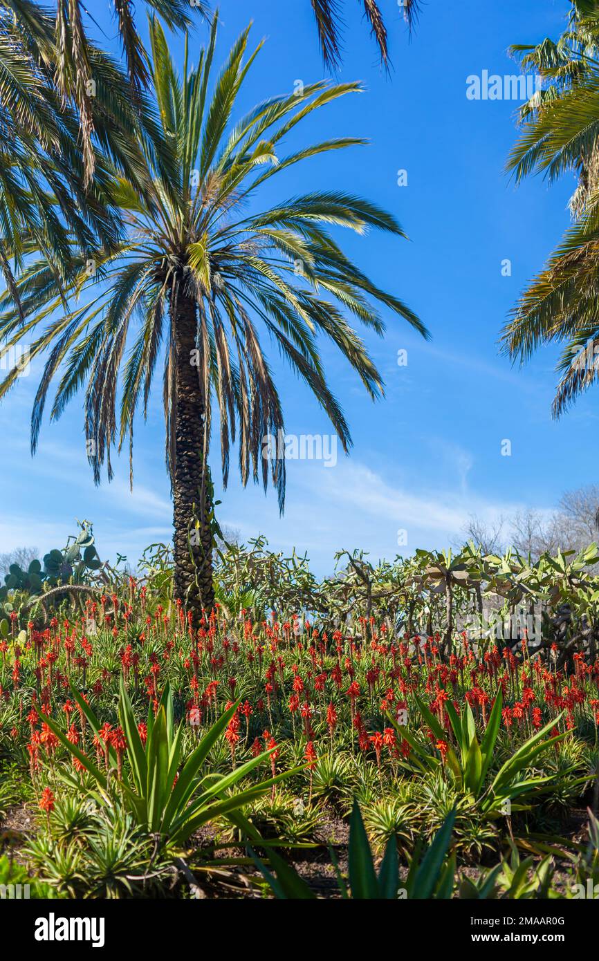 Botanical garden in a hot climate. Heat resistant plants and trees ...