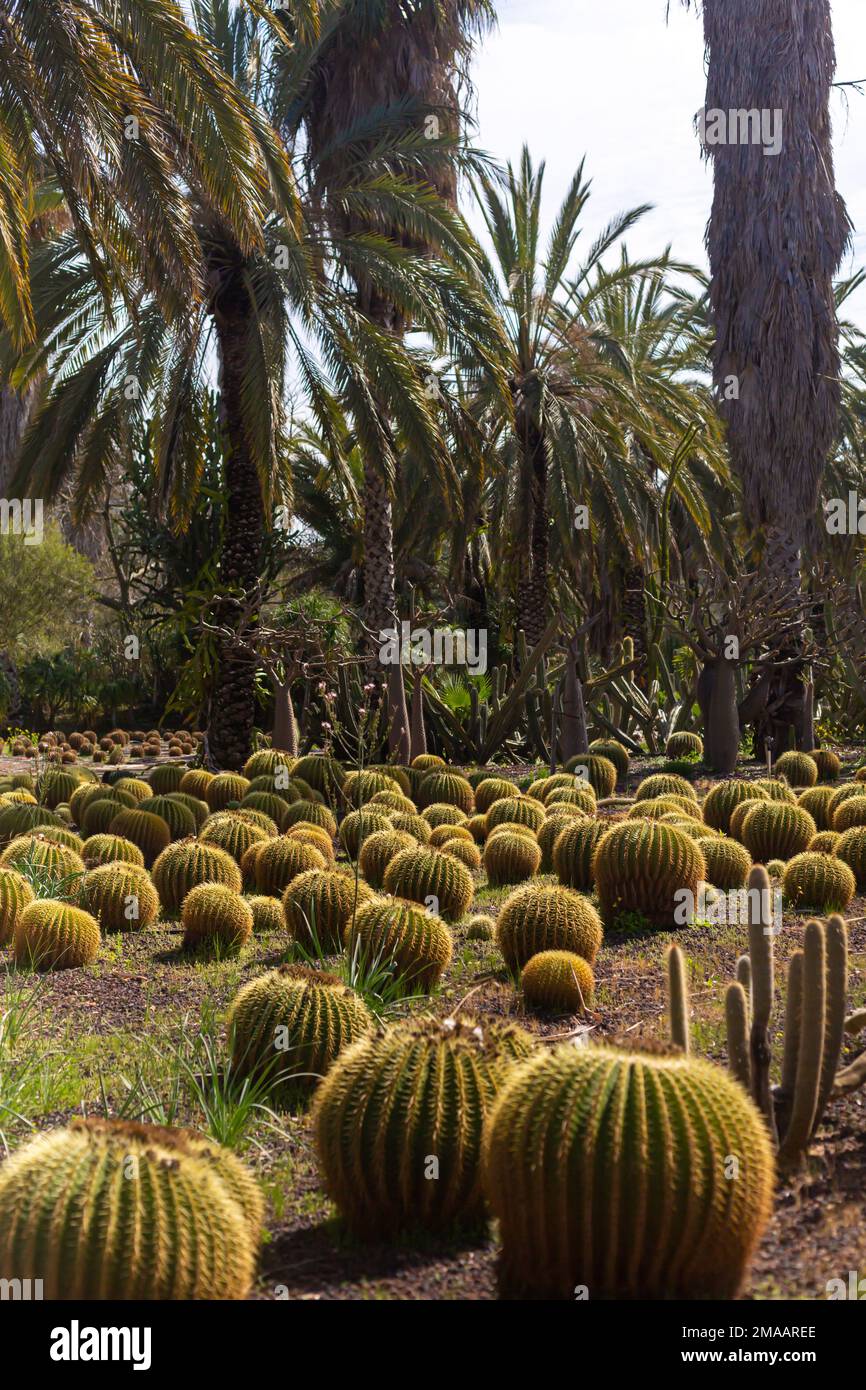 Cactus Valley. Cactus park. Green prickly plants Stock Photo - Alamy