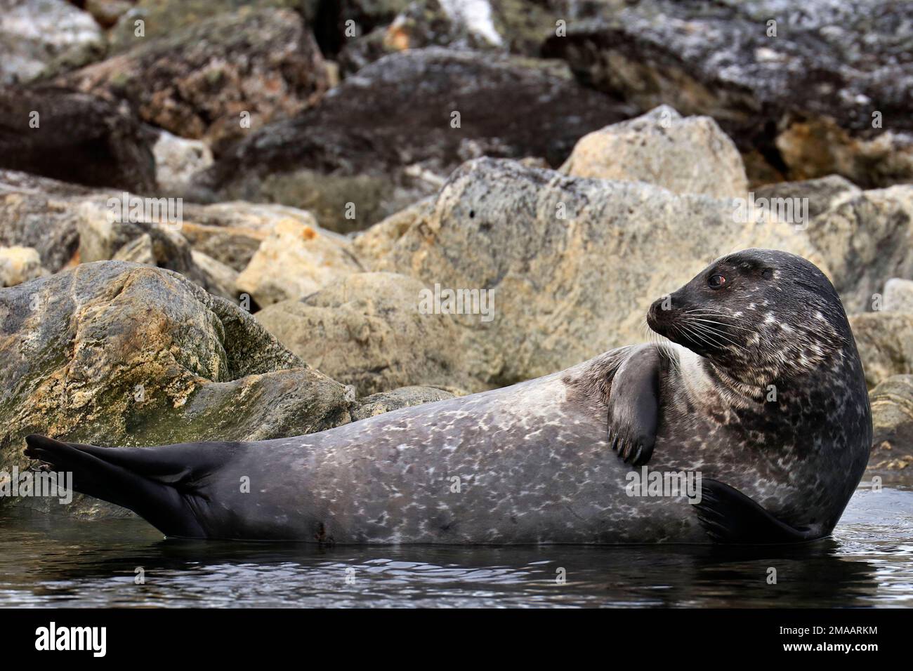 Ringed seal arctic hi-res stock photography and images - Alamy