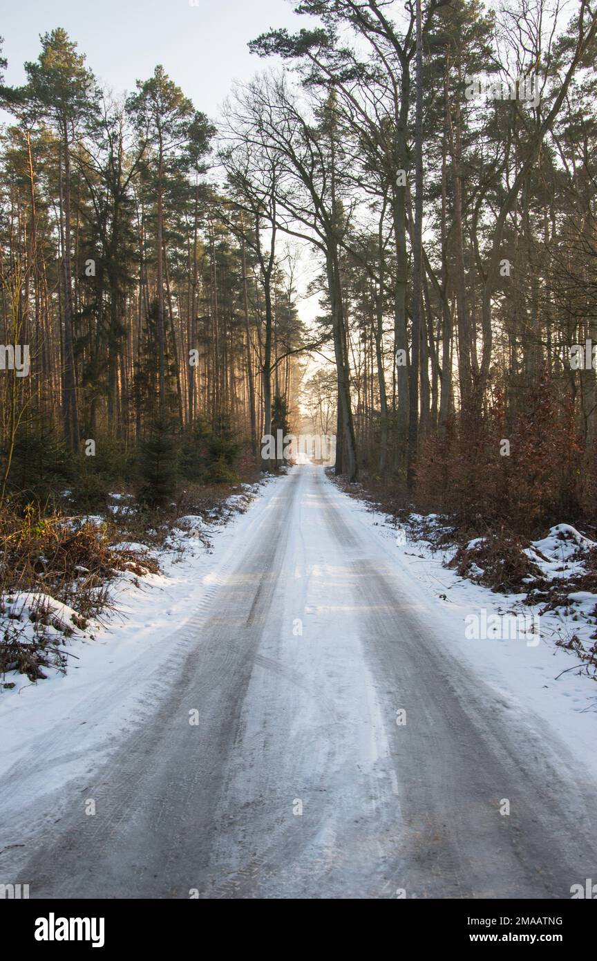 Snow-covered forest road in the rays of the setting sun Stock Photo - Alamy