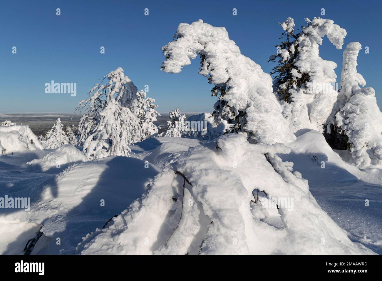 Fresh snow on pine trees in the early morning with a blue sky, Finnish ...