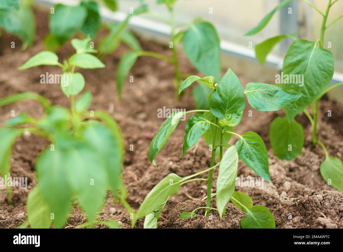 Green sapling of bell pepper planted in a greenhouse. Household farming ...