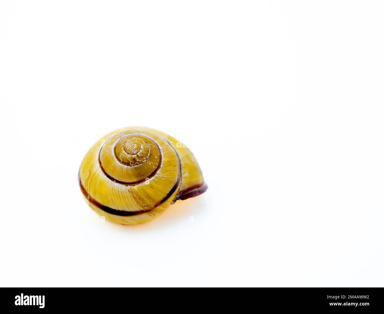 Empty brown snail shell isolated on white background as a symbol for ...