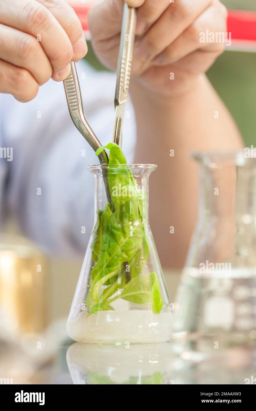 A vertical shot of a plant propagating in a glass test tube with a ...