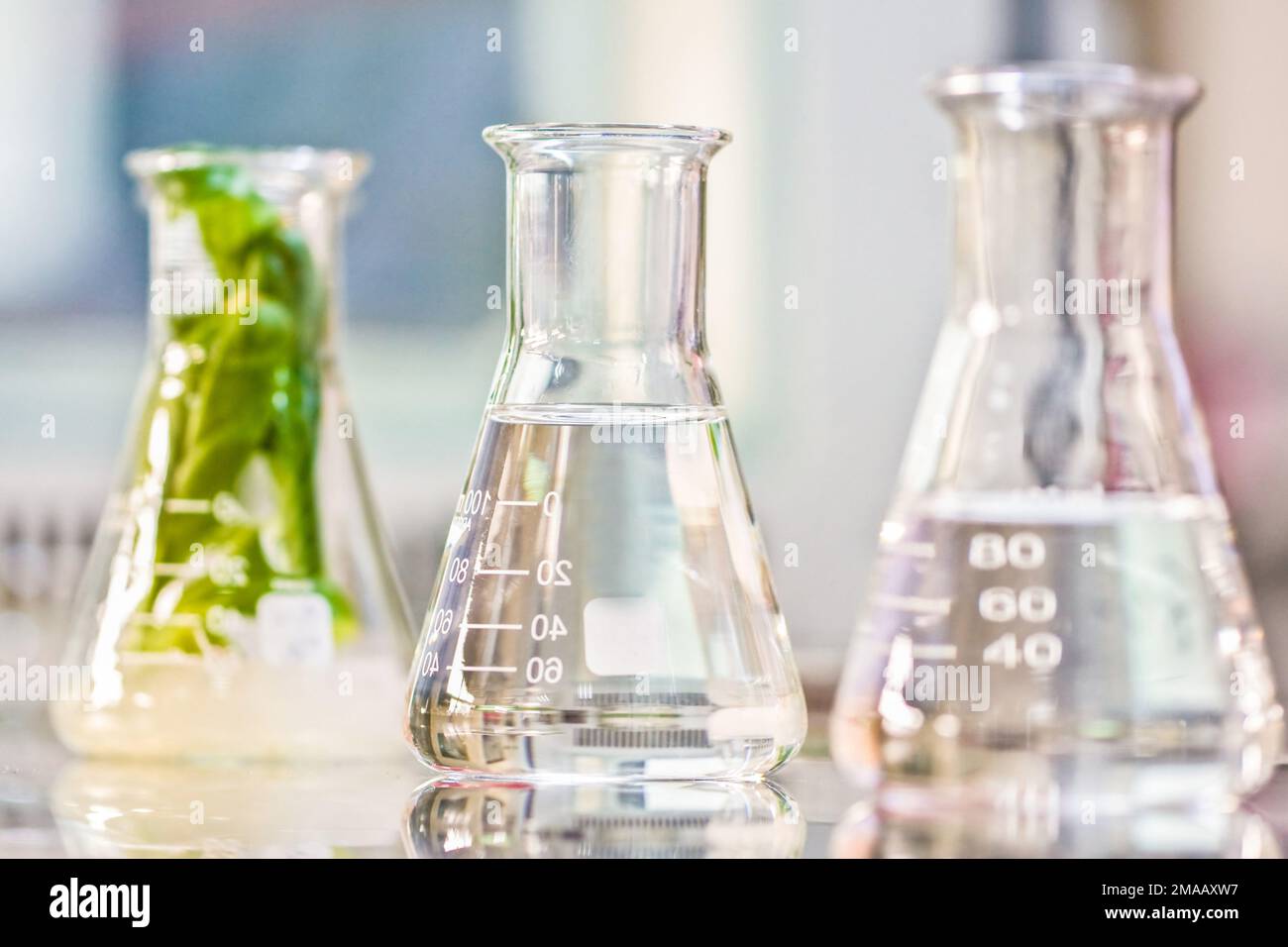 A closeup of plants propagating in glass test tubes filled with ...
