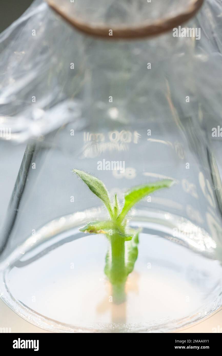 A vertical shot of a plant propagating in a glass test tube with a ...