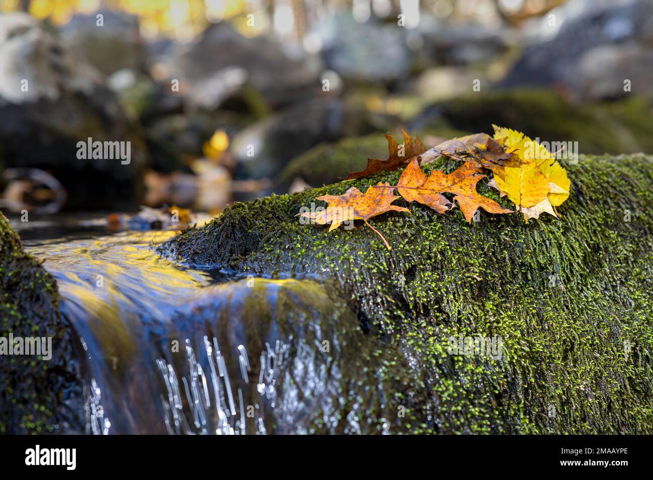 A closeup shot of autumn leaves near the waterfall Stock Photo - Alamy