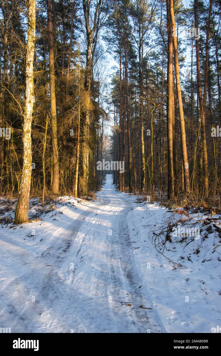 Snow-covered forest road in the rays of the setting sun Stock Photo - Alamy