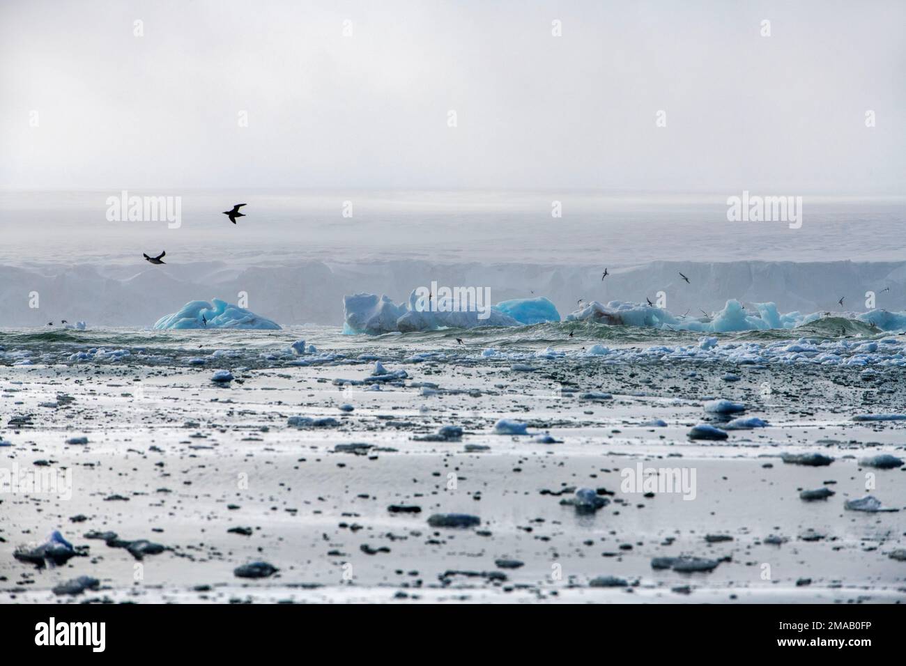 Polar birds flying near Storoya, Svalbard. Expedition cruise vessel ...