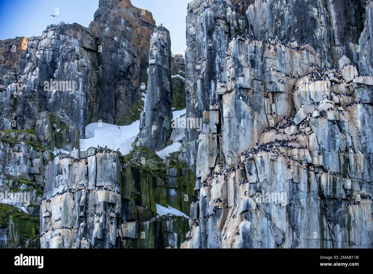 Brunnich's guillemot (Uria lomvia) nesting colony, Alkefjellet cliff ...