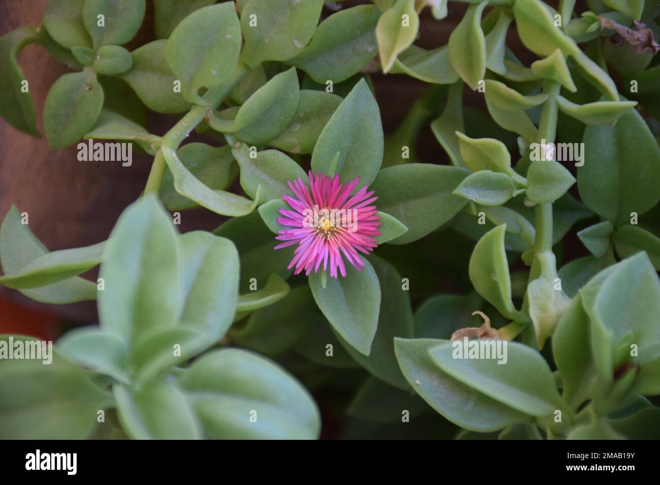 Baby sun rose flower hi-res stock photography and images - Alamy