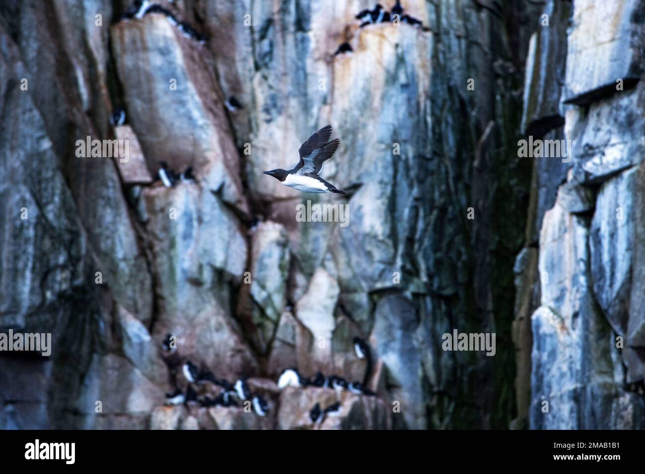 Brunnich's guillemot (Uria lomvia) nesting colony, Alkefjellet cliff ...
