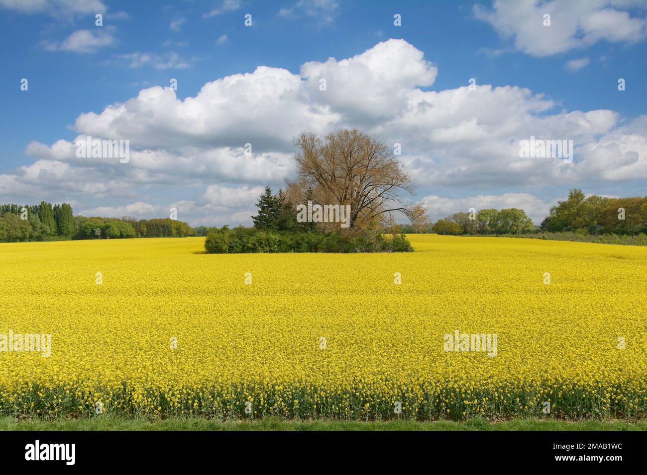 Rapeseed field germany hi-res stock photography and images - Alamy