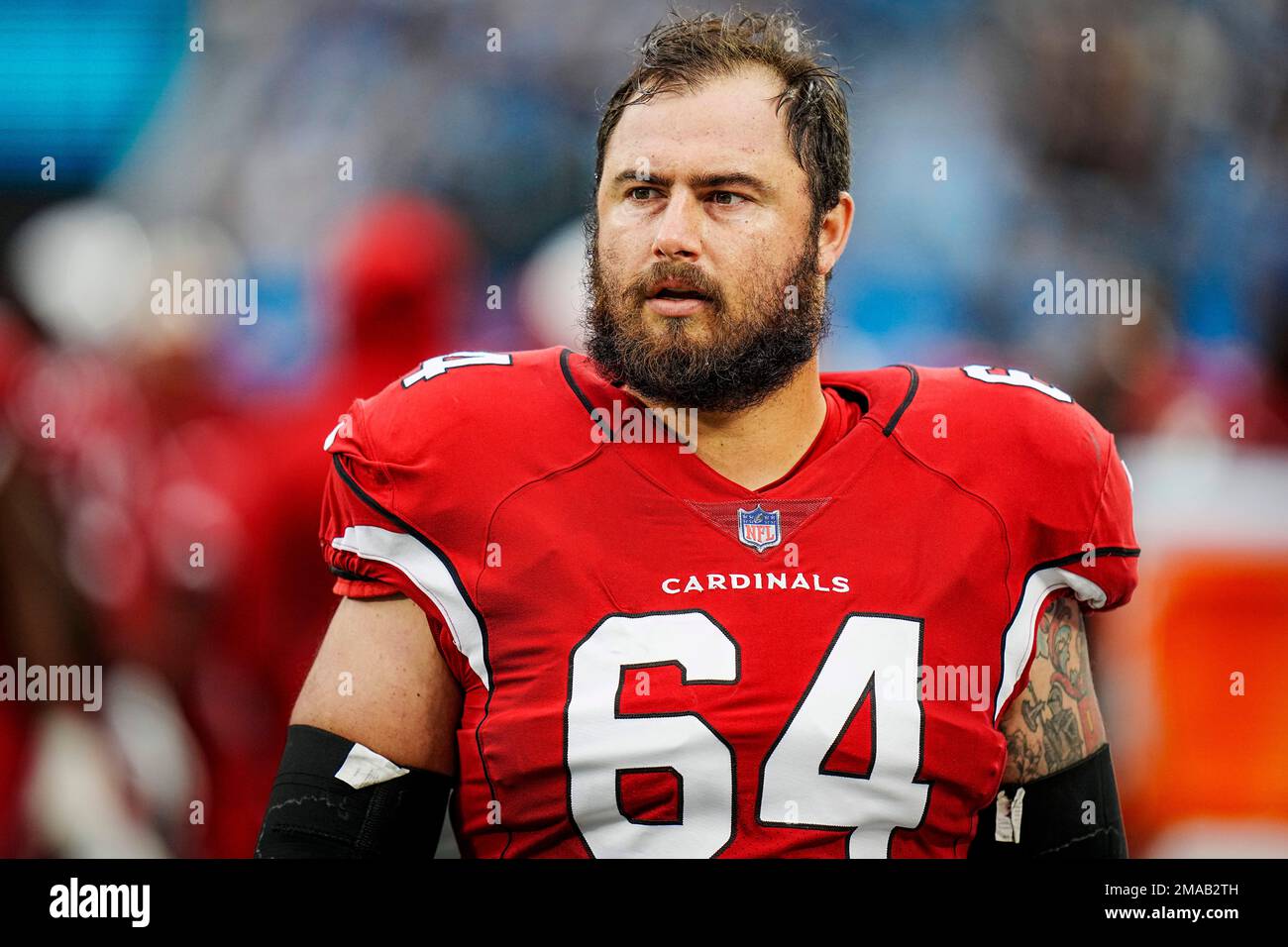 Arizona Cardinals guard Sean Harlow (64) walks the sidelines during an ...