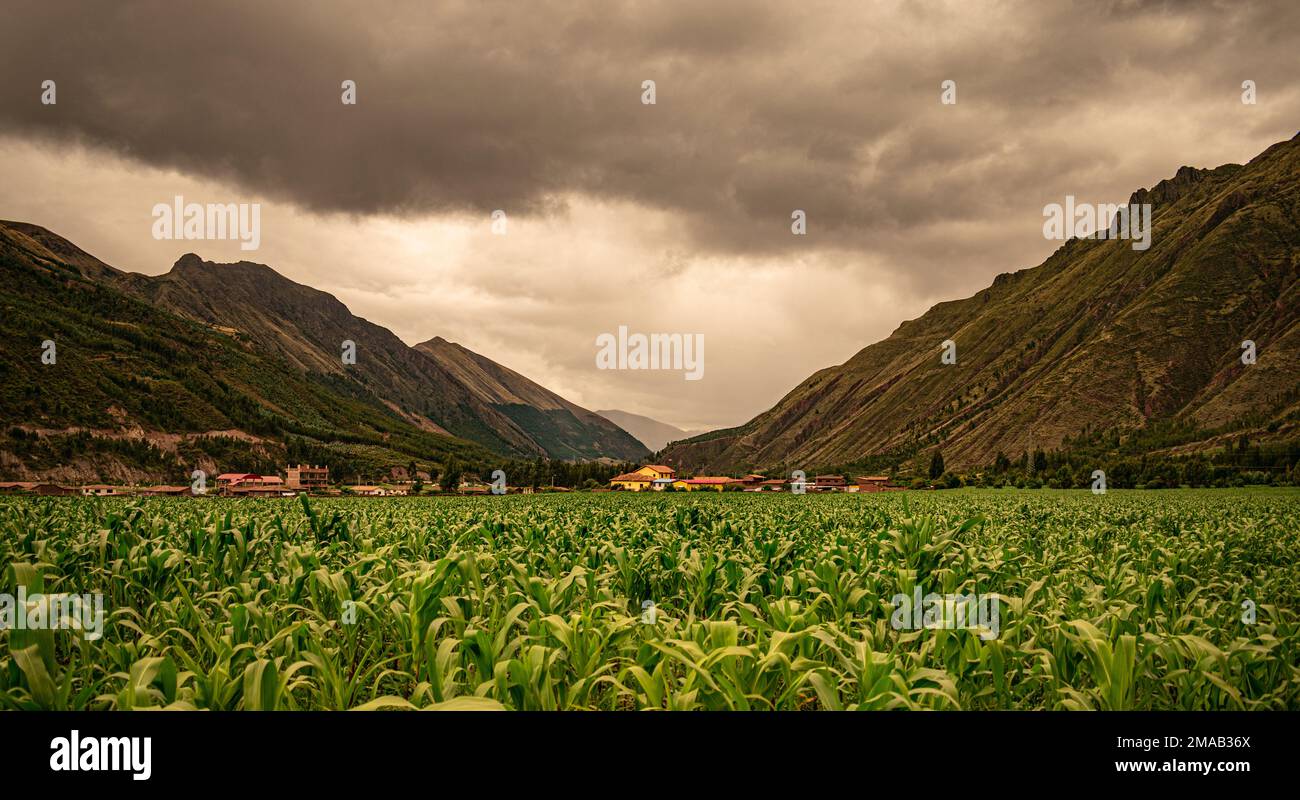 Green corn farms with house in the background, distant mountains and ...
