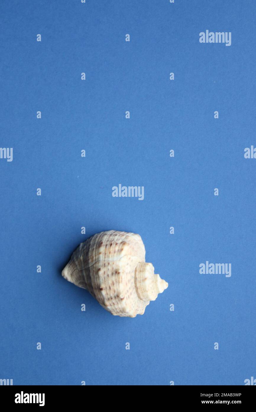 Summer background. Beach concept. Shell on a blue background. Marine ...